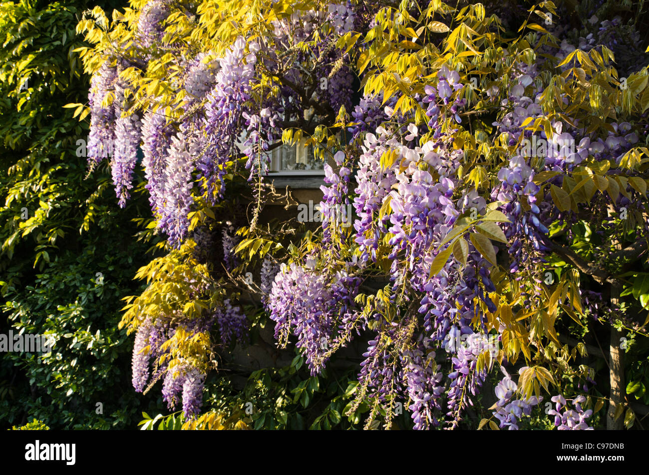 Wisteria species hi-res stock photography and images - Alamy