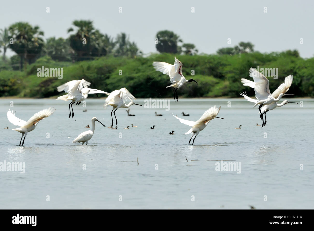 Birds of tamilnadu hi-res stock photography and images - Alamy