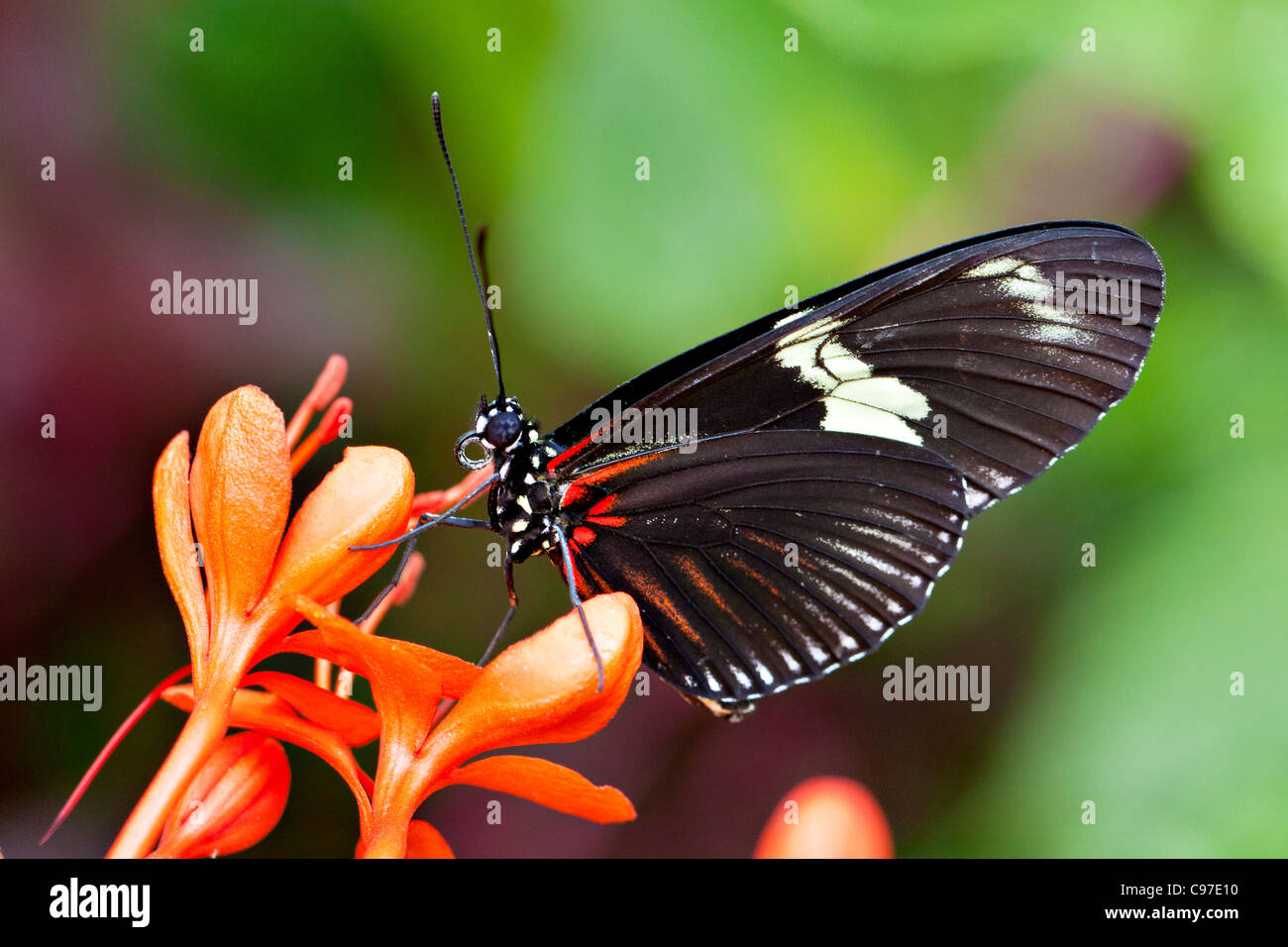 Postman Agalope (Heliconius melpomene aglaope Stock Photo - Alamy