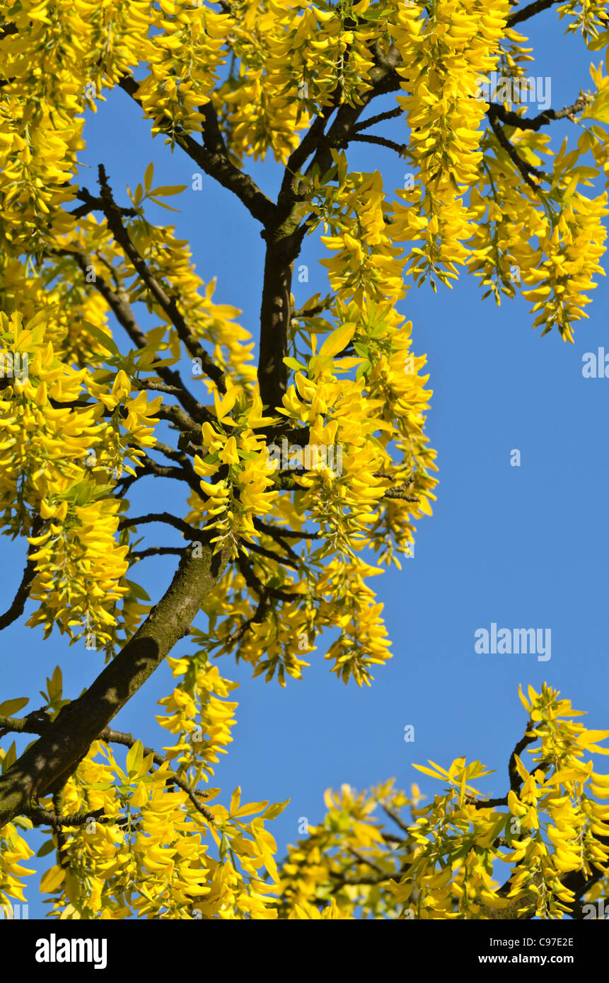 Alpine laburnum hi-res stock photography and images - Alamy