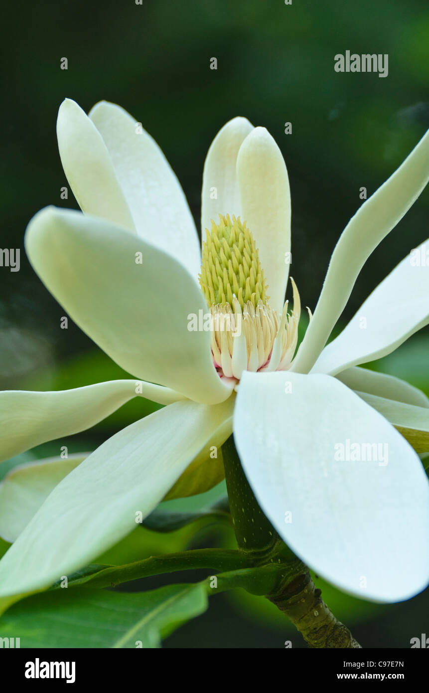 Chinese magnolia (Magnolia officinalis var. biloba Stock Photo - Alamy