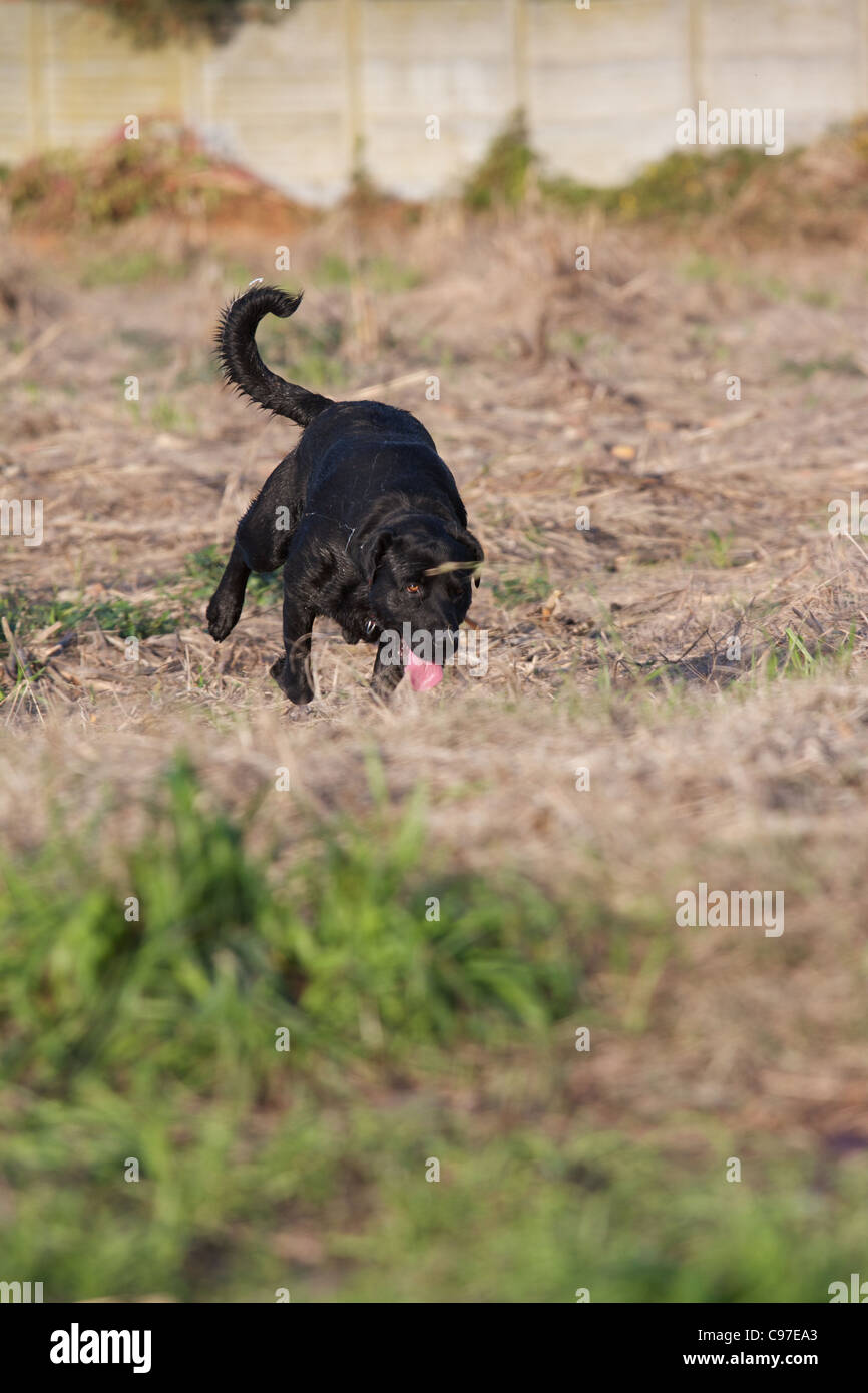 black dog Labrador running Stock Photo - Alamy
