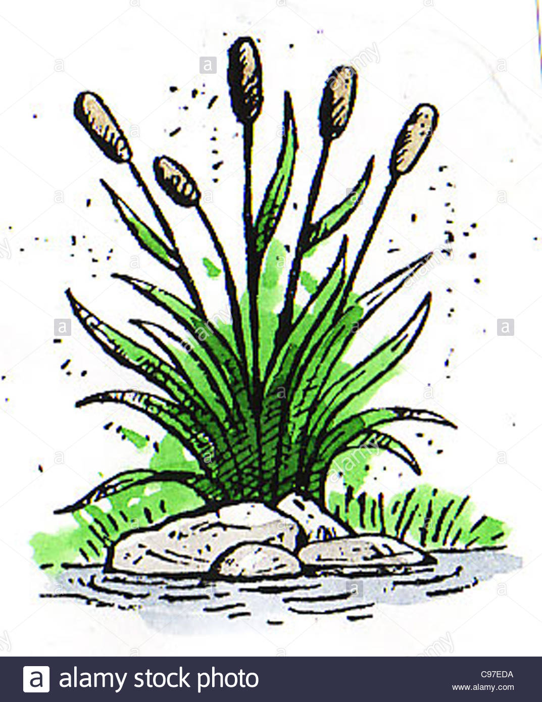 Chives Drawing Stock Photos & Chives Drawing Stock Images - Alamy