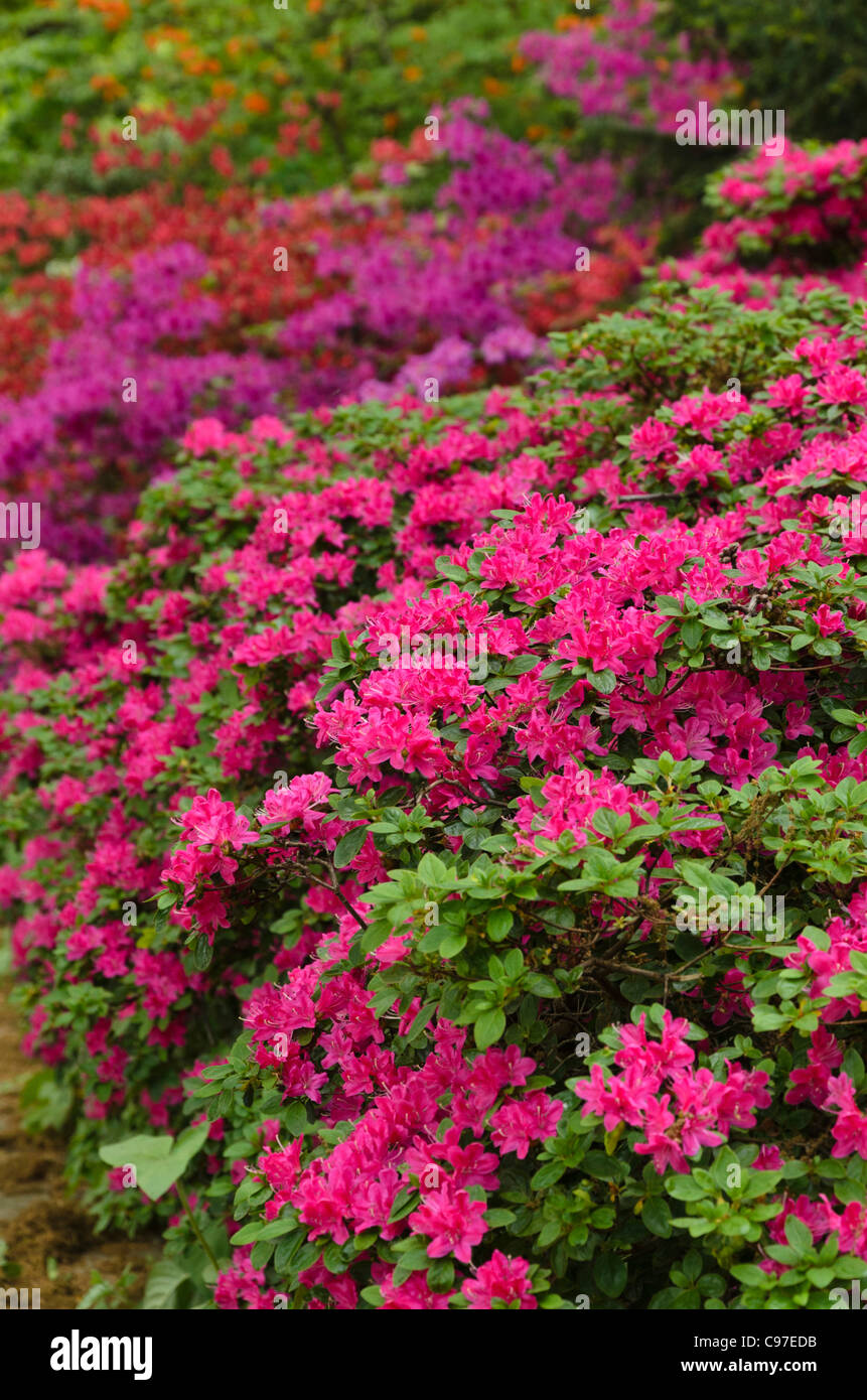 Azaleas hi-res stock photography and images - Alamy