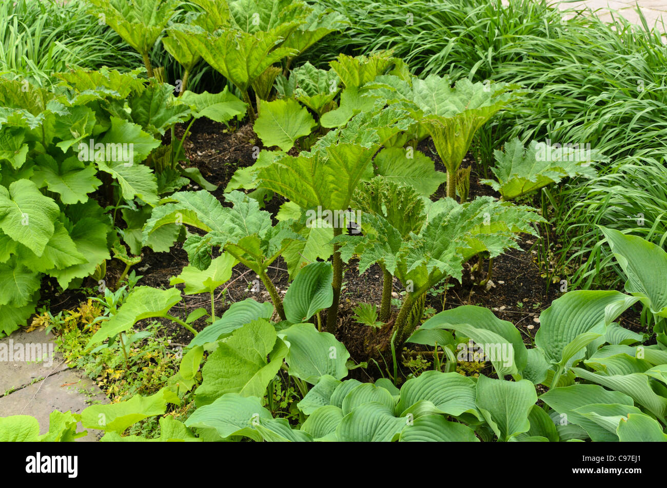 Chile rhubarb (Gunnera manicata Stock Photo - Alamy