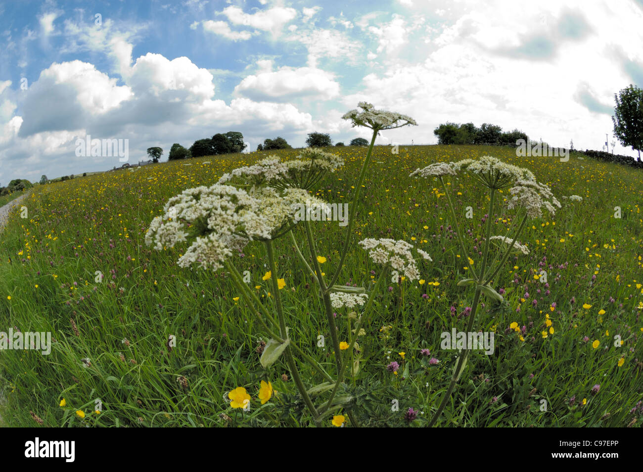 Common hog weed hi-res stock photography and images - Alamy