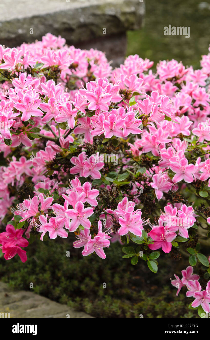 Shrubs pink rhododendron shrub hi-res stock photography and images - Alamy