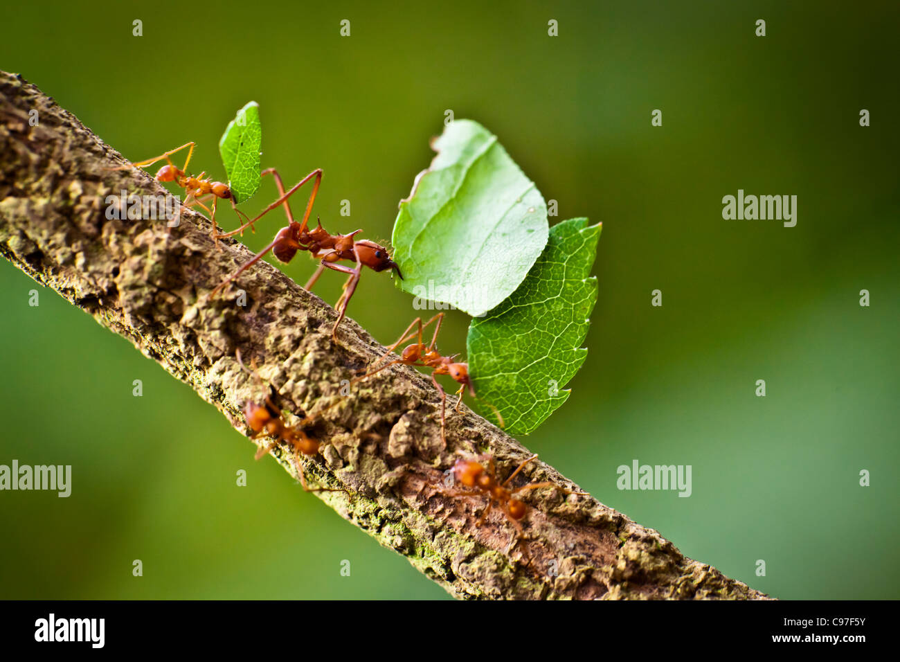 Leaf cutter ants Stock Photo - Alamy