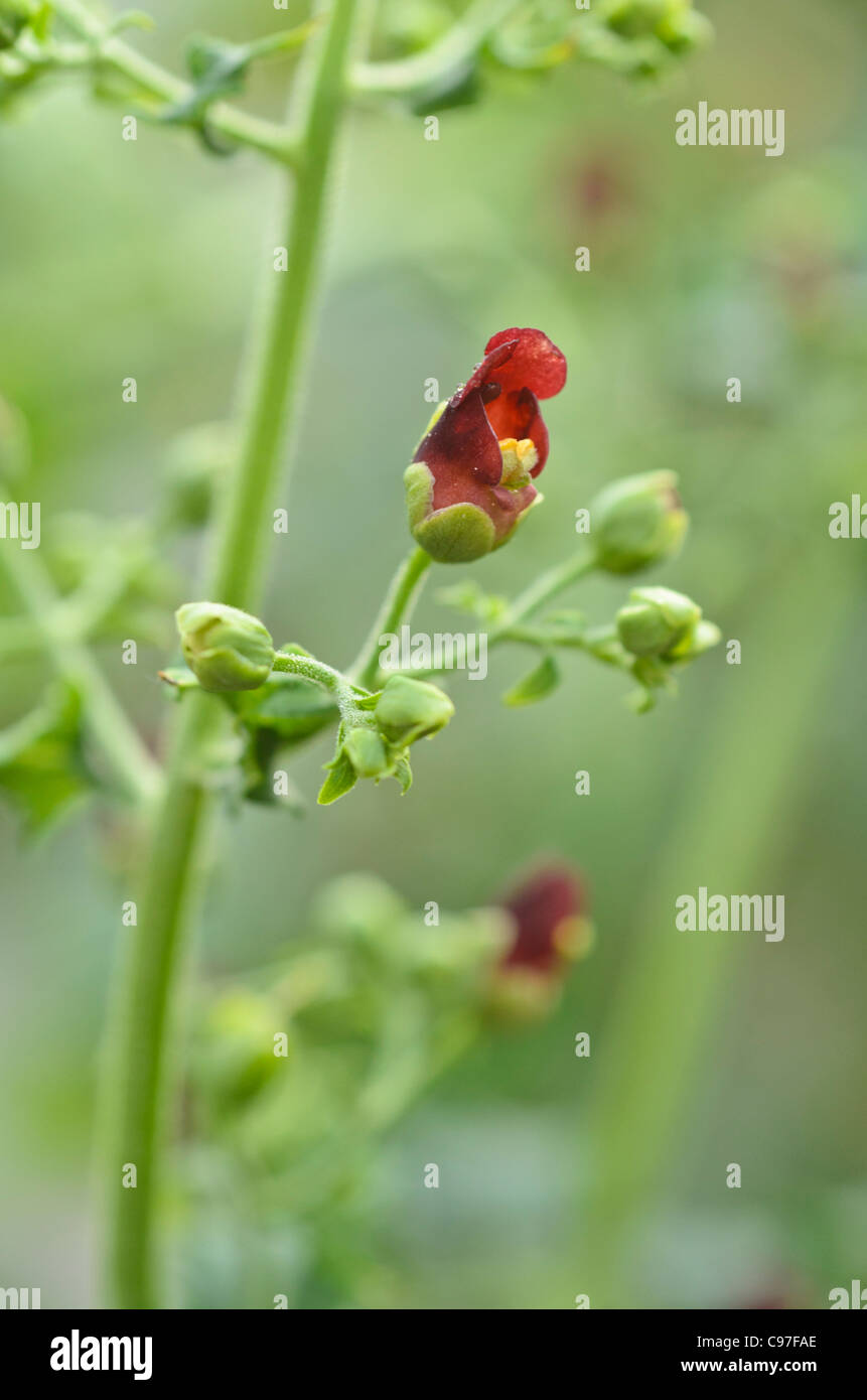 Smithii hi-res stock photography and images - Alamy