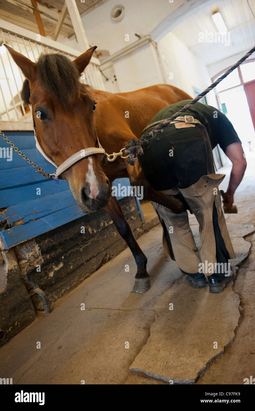 Farrier at work Stock Photo - Alamy