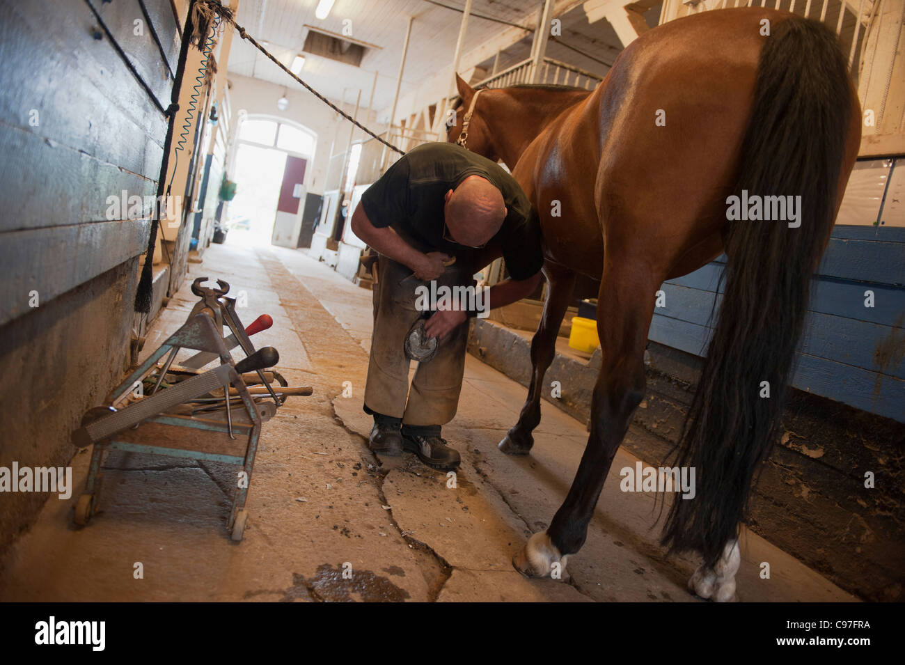 Farrier at work Stock Photo - Alamy