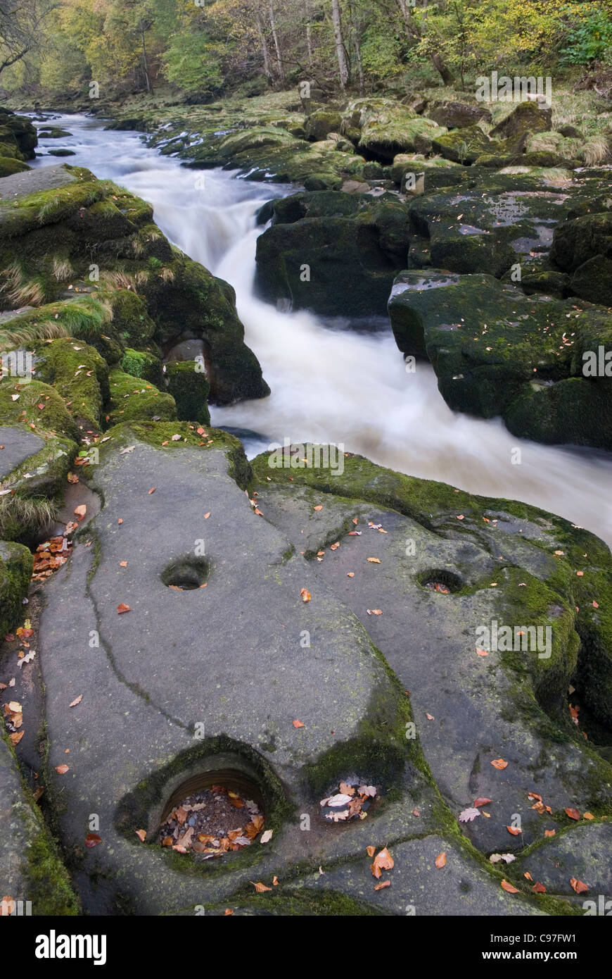 Strid wood, north yorkshire hi-res stock photography and images - Alamy