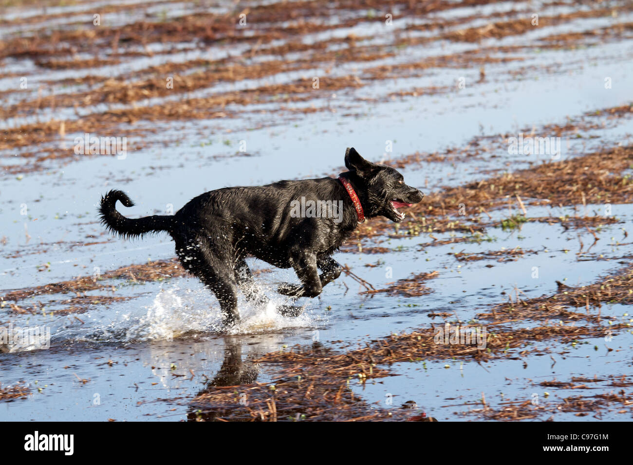 black dog Labrador running Stock Photo - Alamy