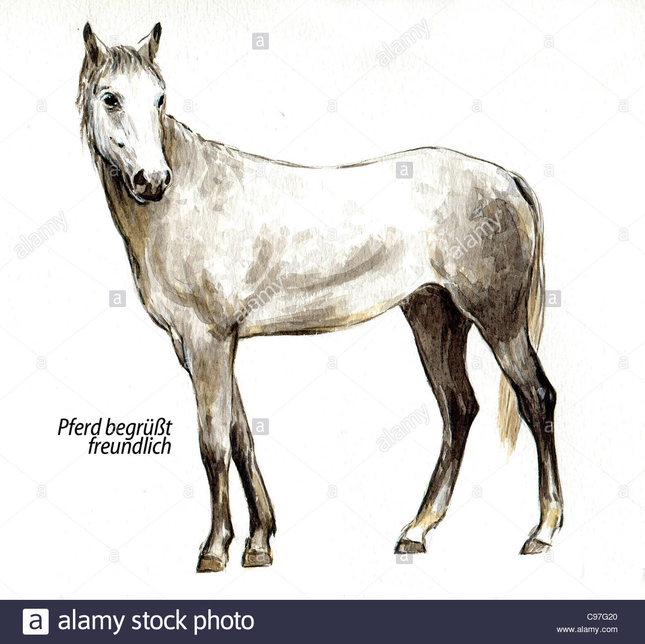 Horse Anatomy Drawing Stock Photos & Horse Anatomy Drawing Stock Images ...