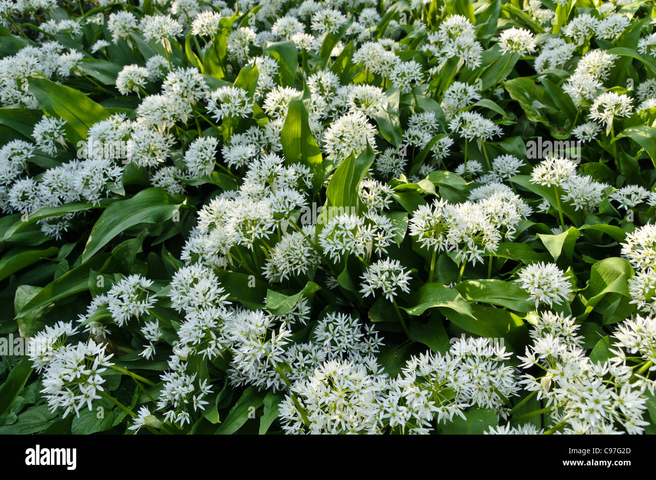 Wood garlic (Allium ursinum Stock Photo - Alamy