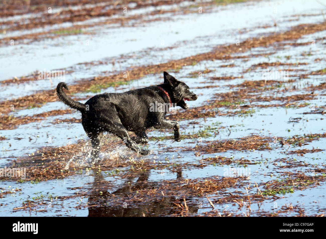 black dog Labrador running Stock Photo - Alamy
