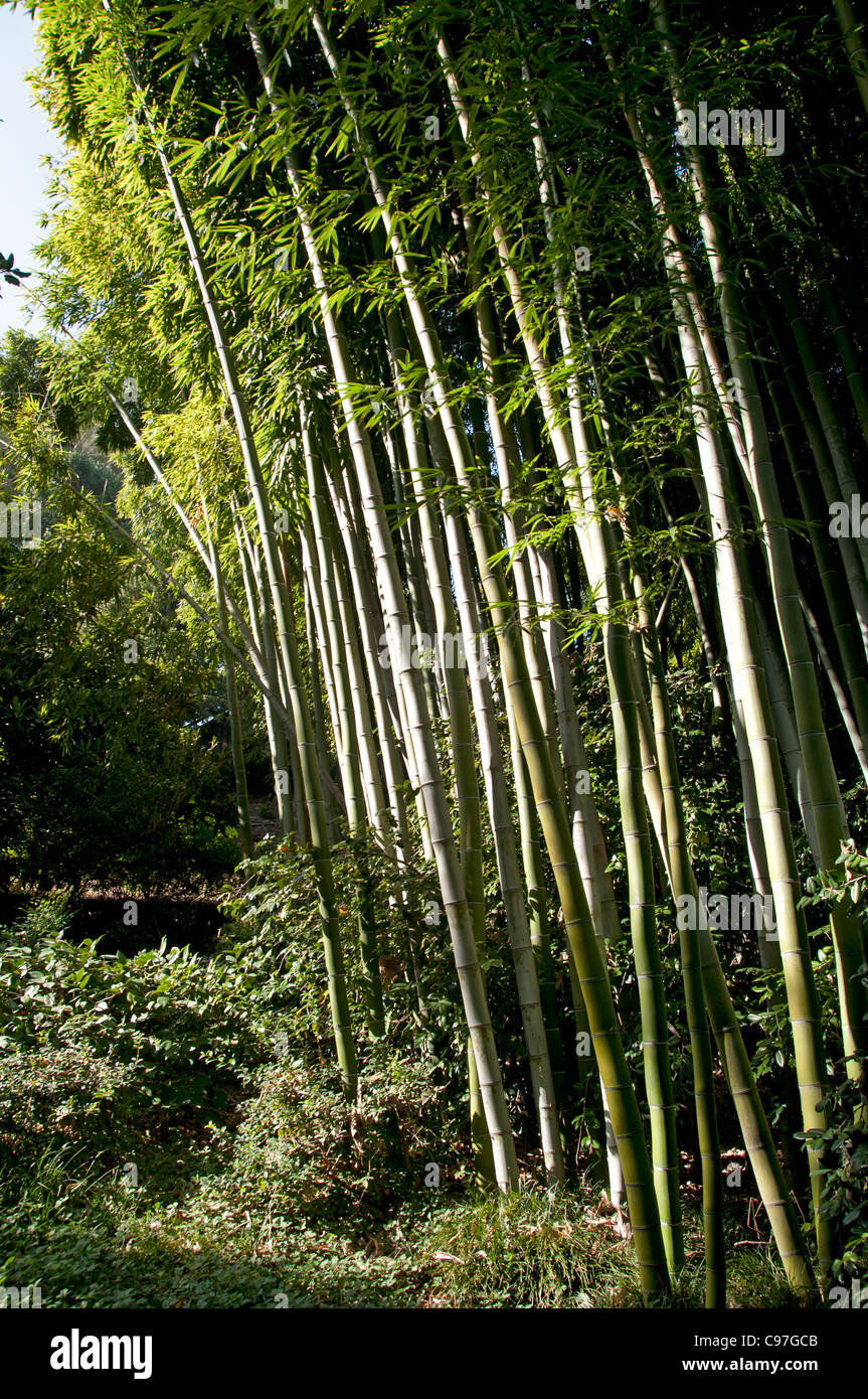 bamboo tree tropical oriental Jungle forest wood Stock Photo - Alamy