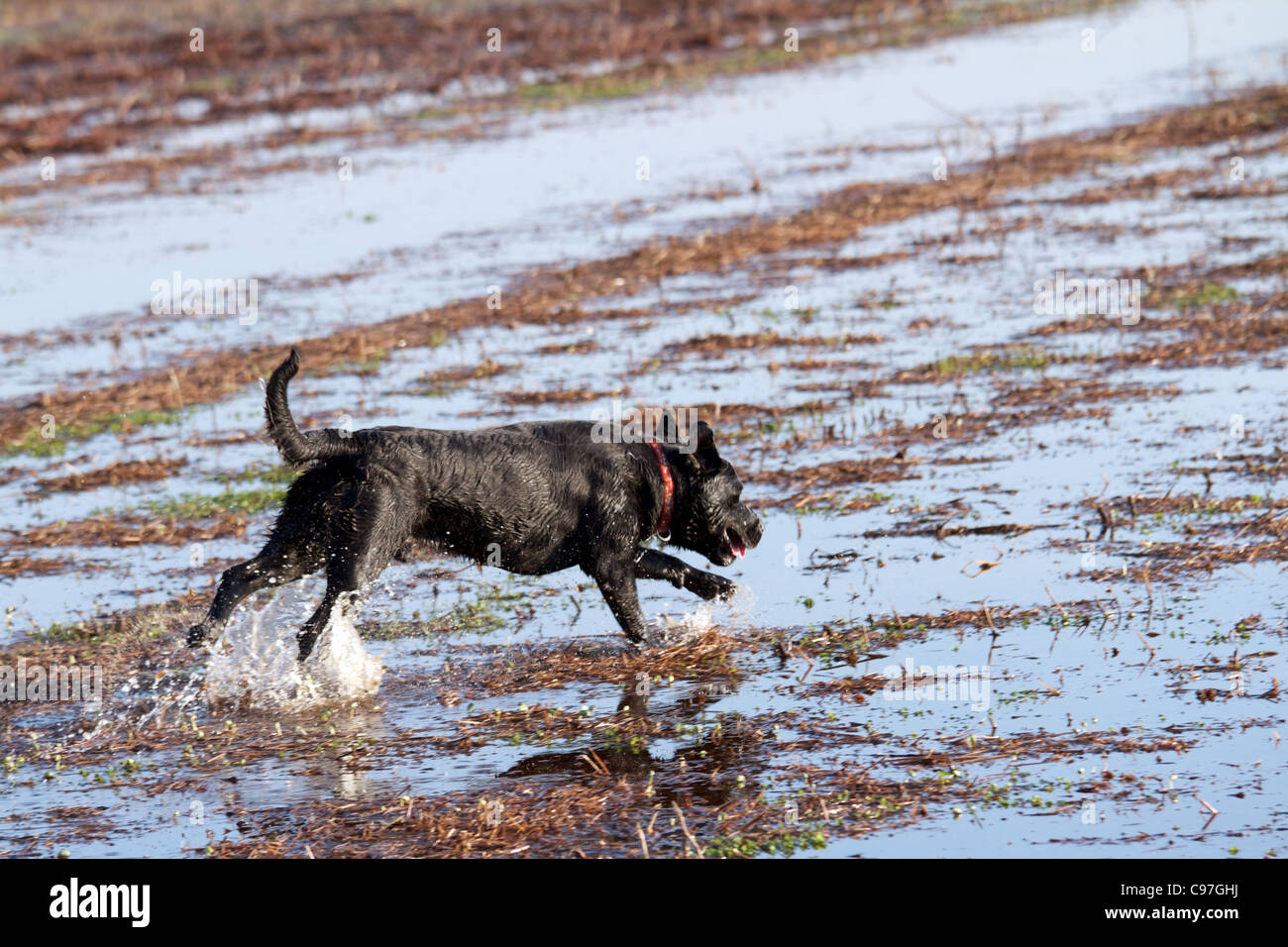 black dog Labrador running Stock Photo - Alamy