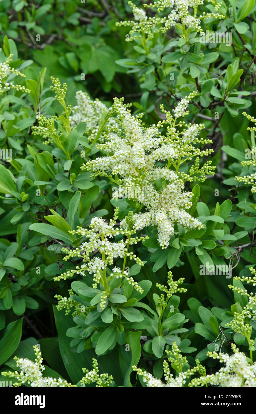 Altaiensis hi-res stock photography and images - Alamy