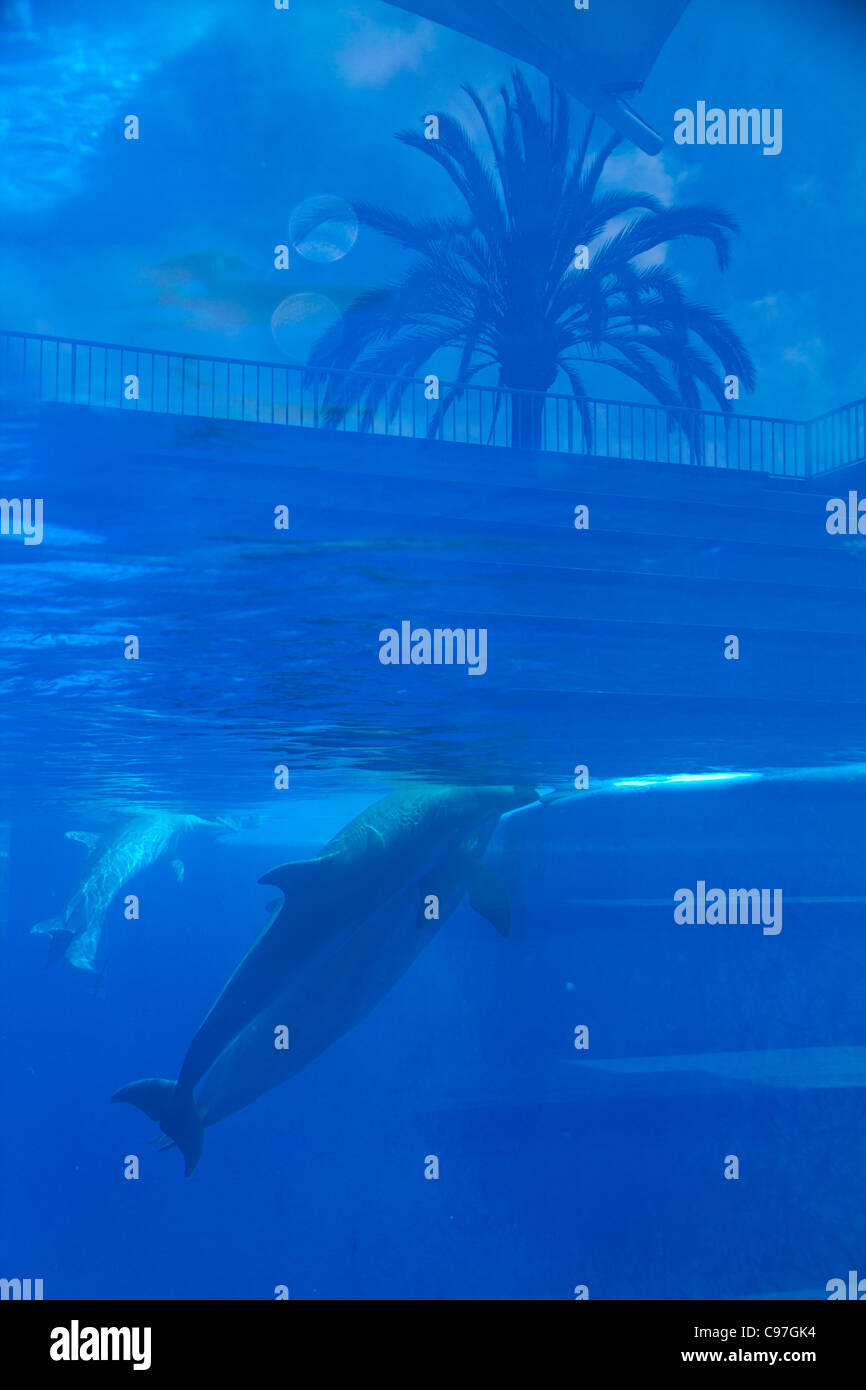 Dolphin in aquarium marineland mallorca hi-res stock photography and ...