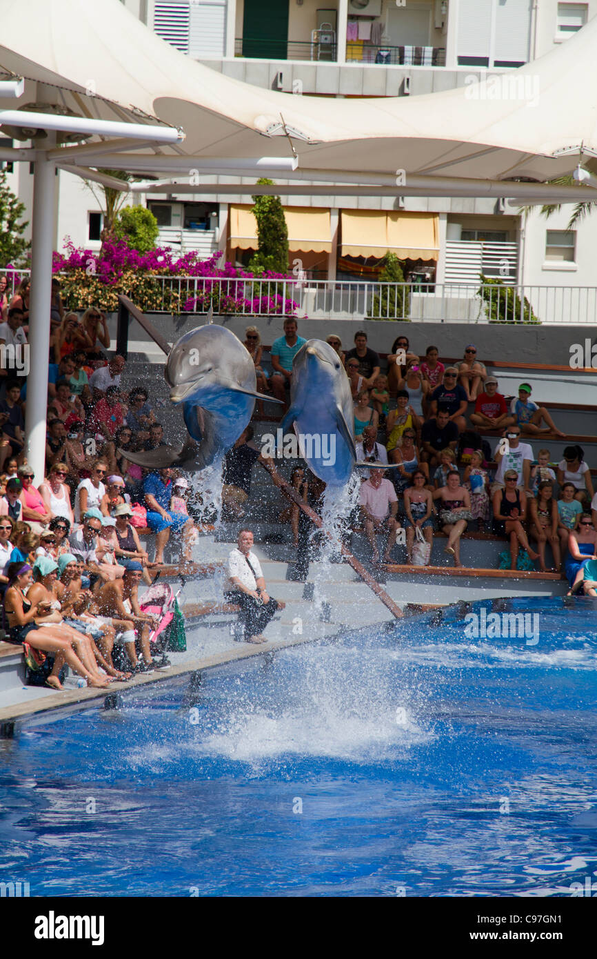 Dolphin in aquarium marineland mallorca hi-res stock photography and ...
