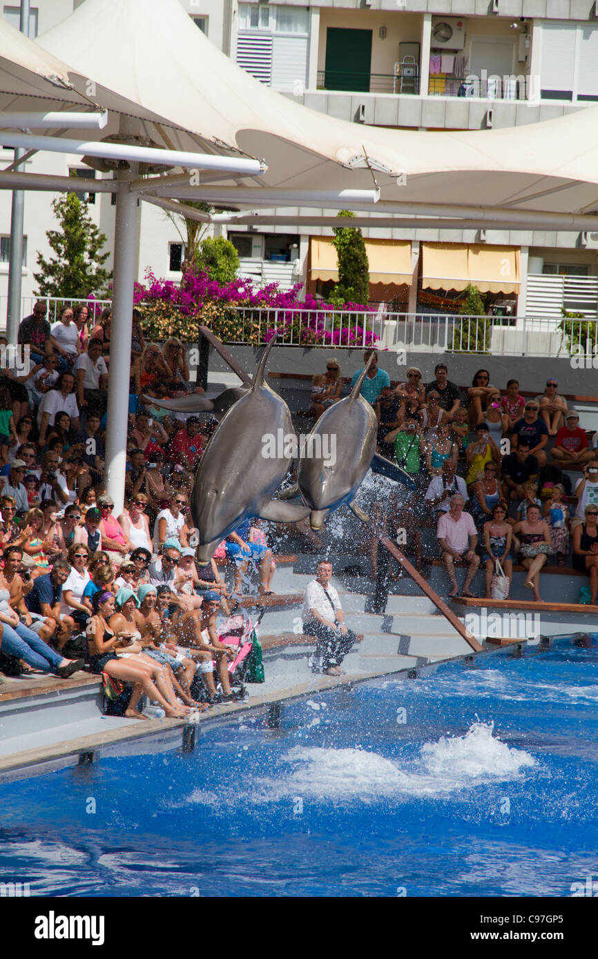 Dolphin show in Marineland Mallorca Majorca Balearic Spain Europe Stock ...