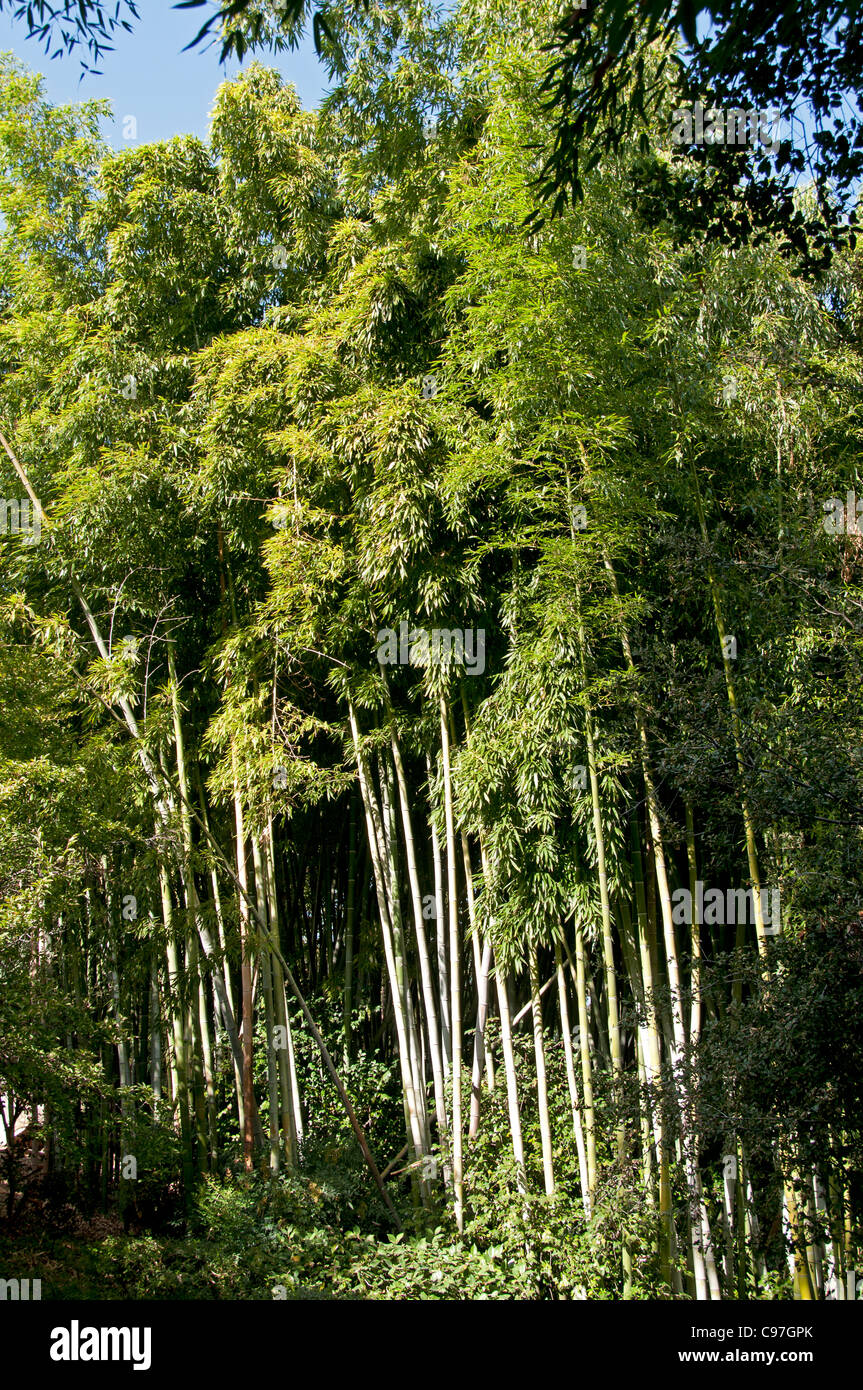 bamboo tree tropical oriental Jungle forest wood Stock Photo - Alamy