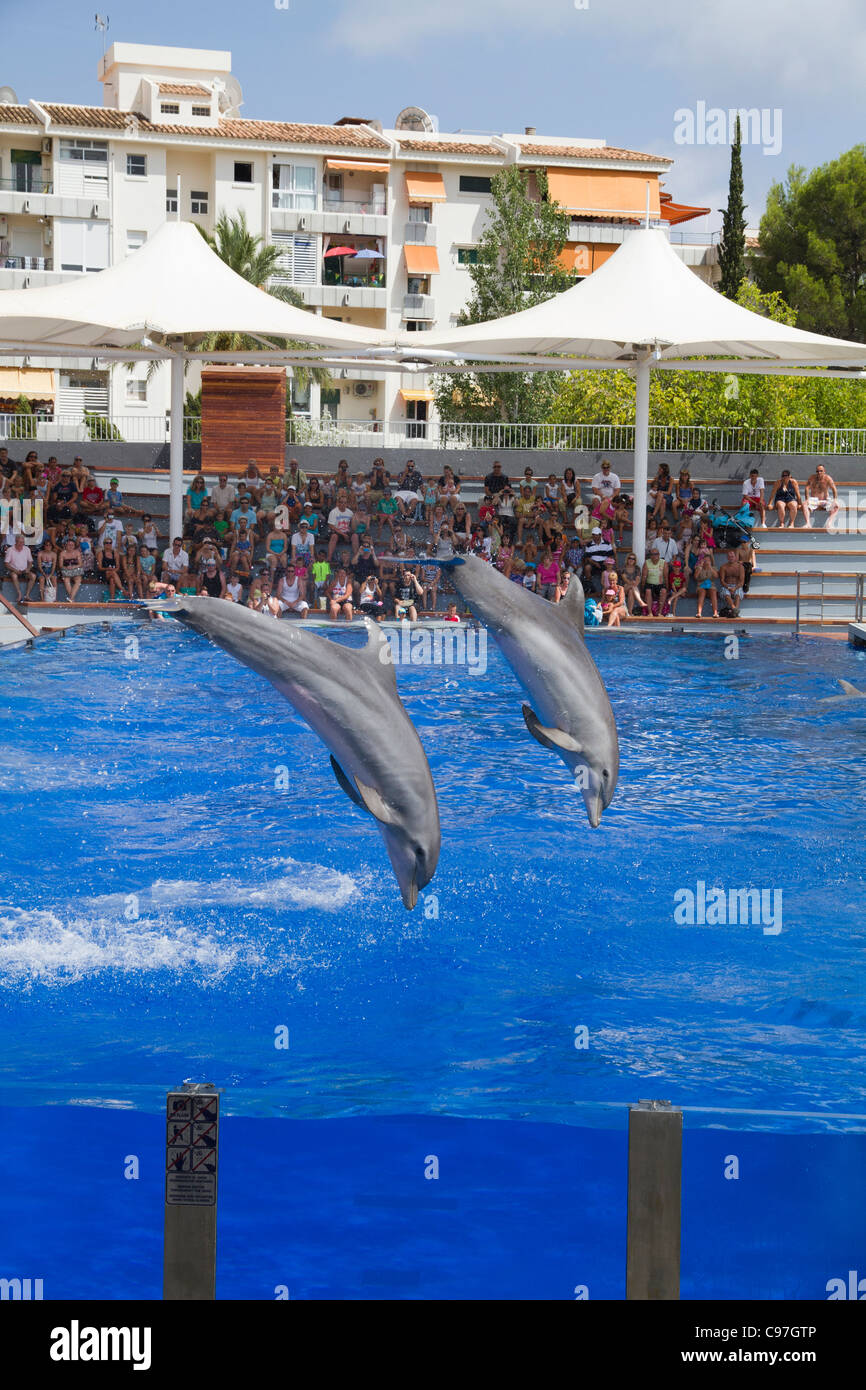 Dolphin show in Marineland Mallorca Majorca Balearic Spain Europe Stock ...