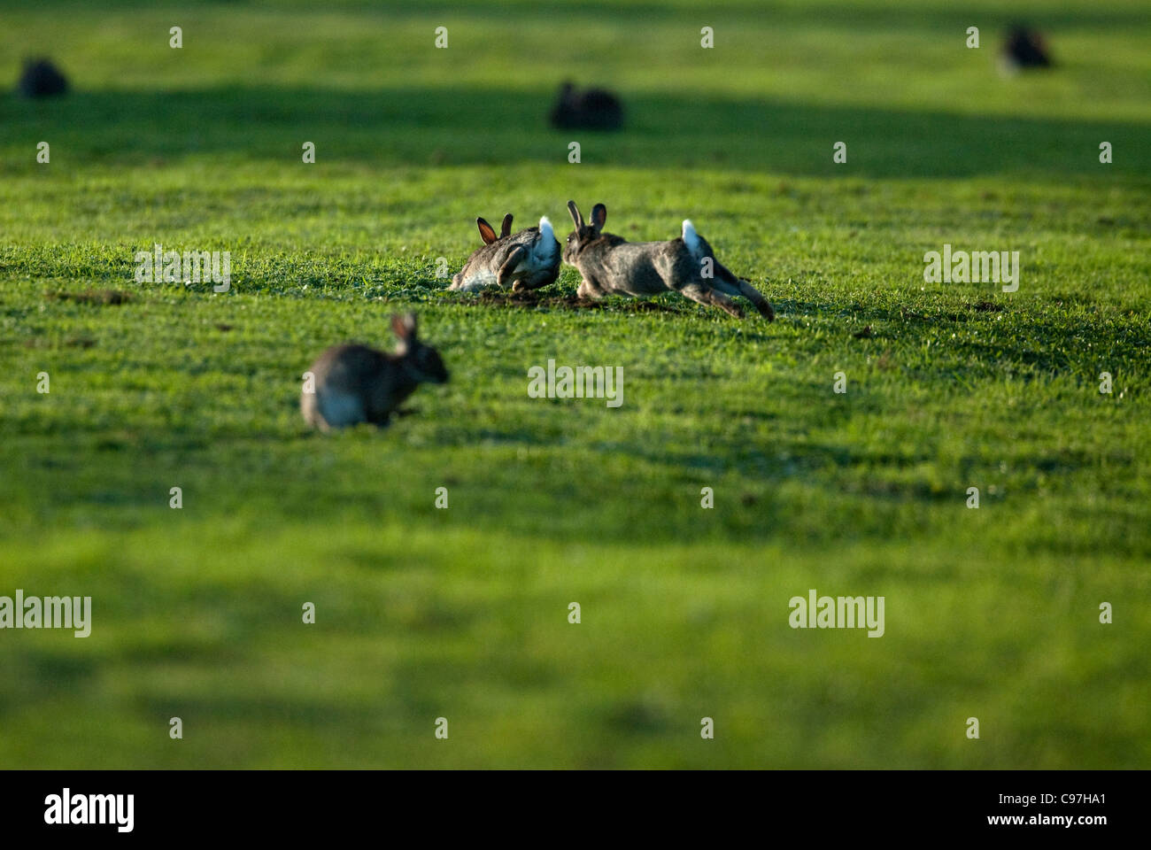 Field of rabbits hi-res stock photography and images - Alamy