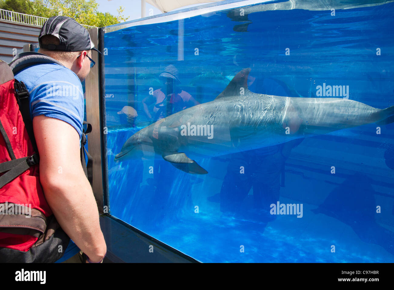 Dolphin in aquarium marineland mallorca hi-res stock photography and ...