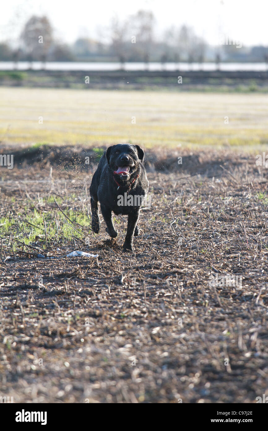 black dog Labrador running Stock Photo - Alamy