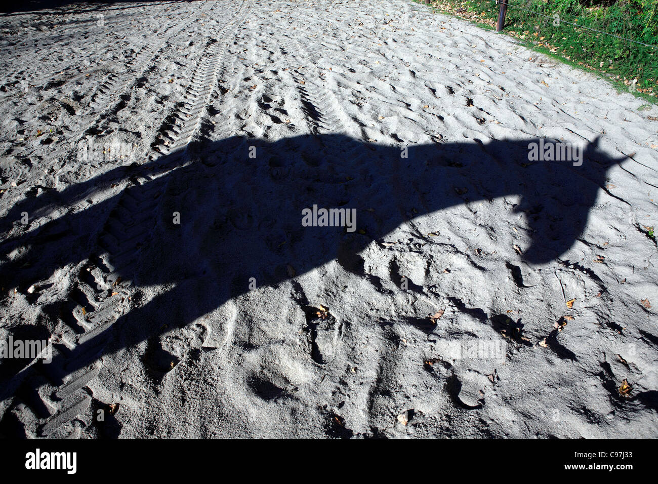 Horse shadow hi-res stock photography and images - Alamy
