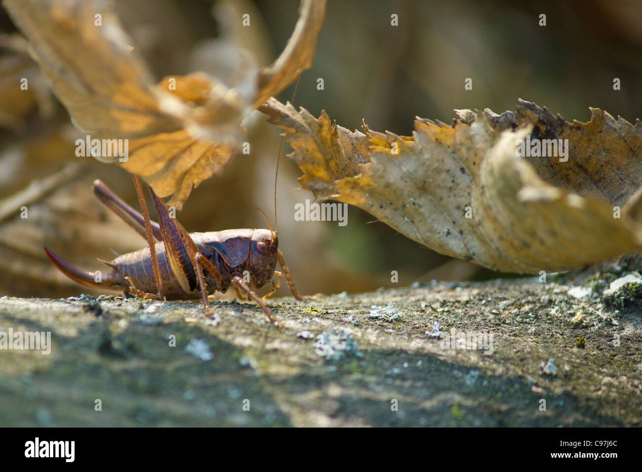 Grasshopper in natural forrest environment - macro photo of Caelifera ...
