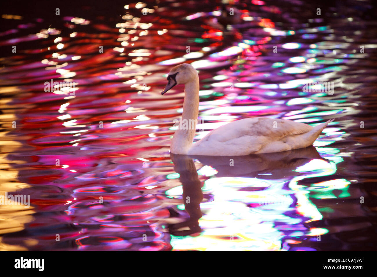 Swans on canal amsterdam hi-res stock photography and images - Alamy