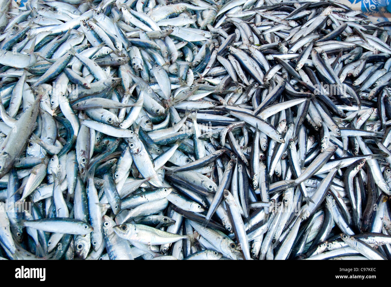 Turkey. Istanbul. Fish for sale on a cart next to the port Stock Photo ...