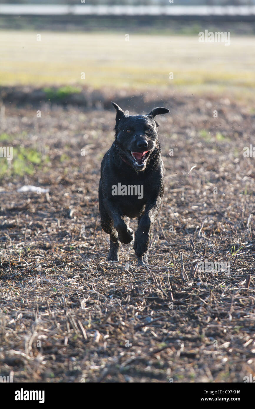 black dog Labrador running Stock Photo - Alamy