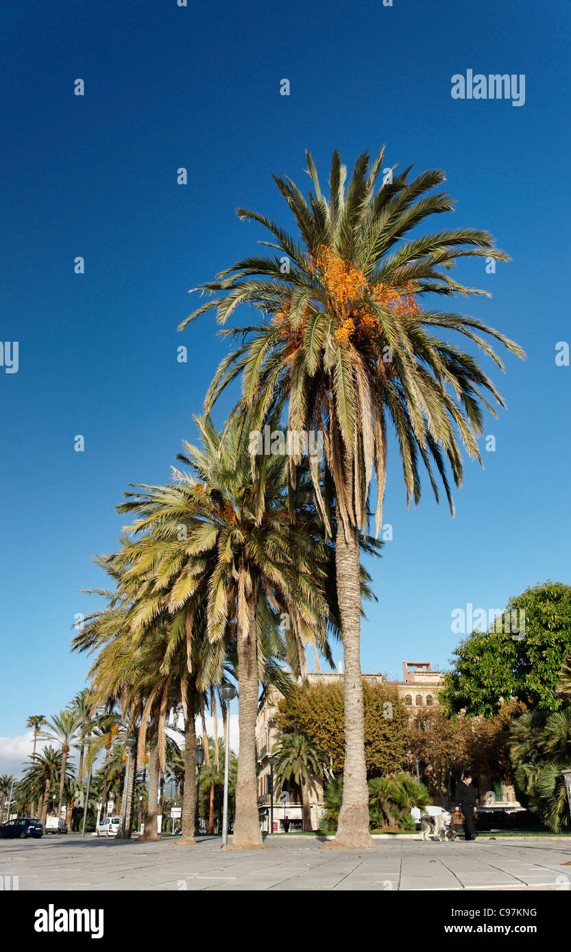 Parc de palma hi-res stock photography and images - Alamy