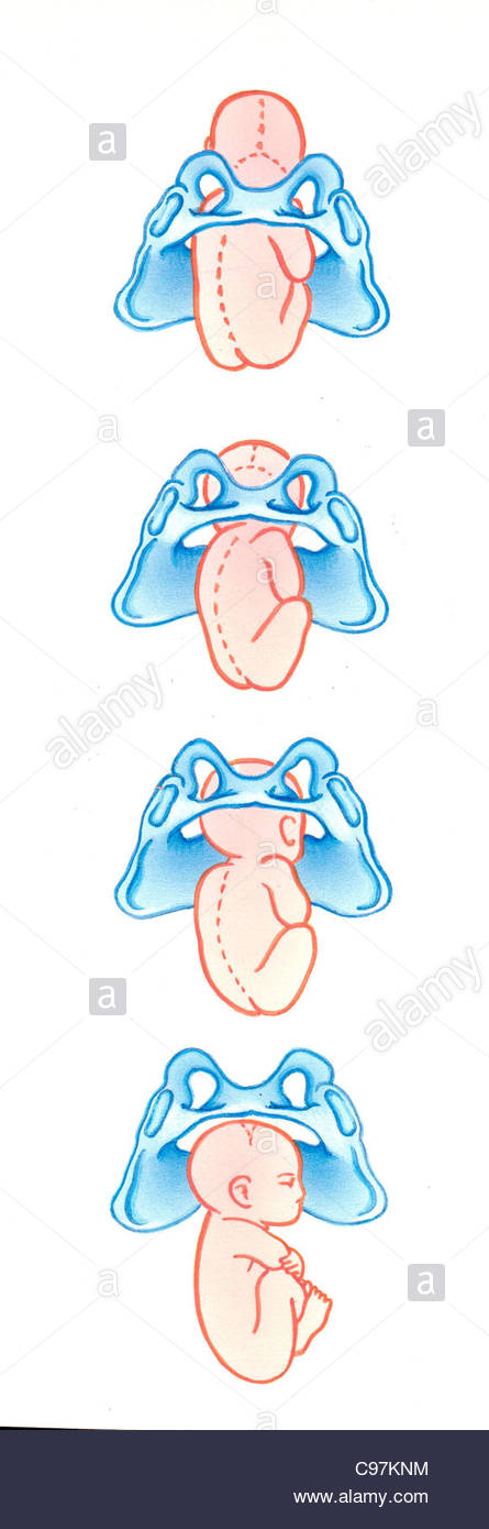 Anatomic Pathology Stock Photos & Anatomic Pathology Stock Images - Alamy