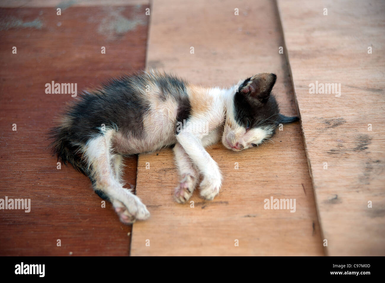 Indian domestic cat hi-res stock photography and images - Alamy