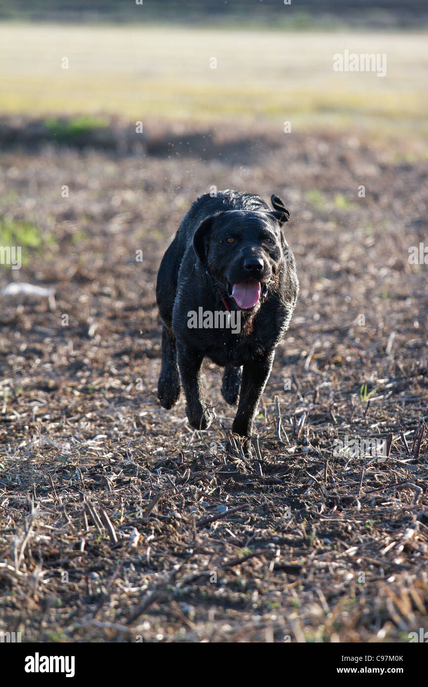 black dog Labrador running Stock Photo - Alamy