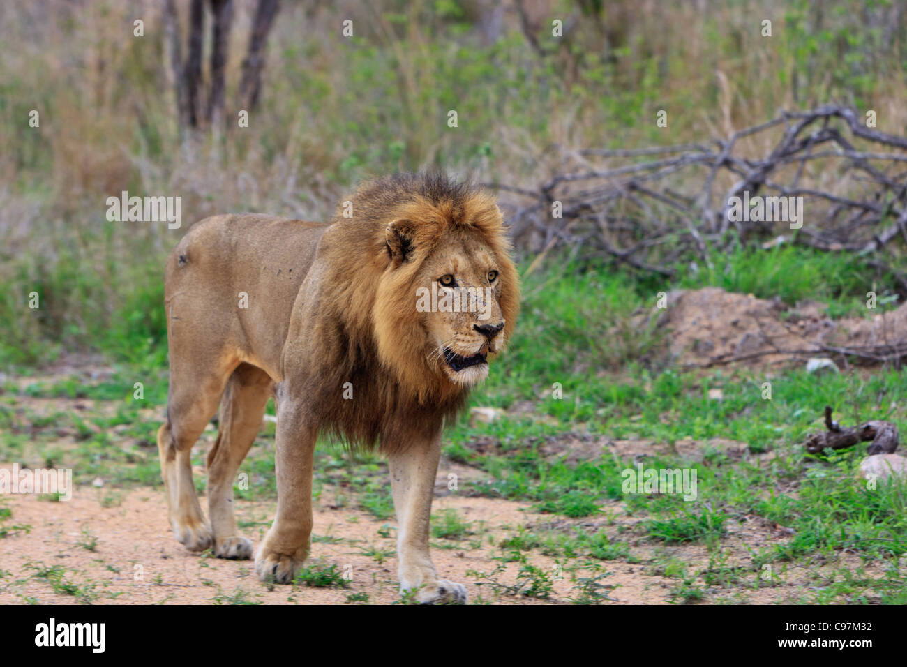 A mature male lion "Panthera leo" in his prime on the prowl in Kruger ...
