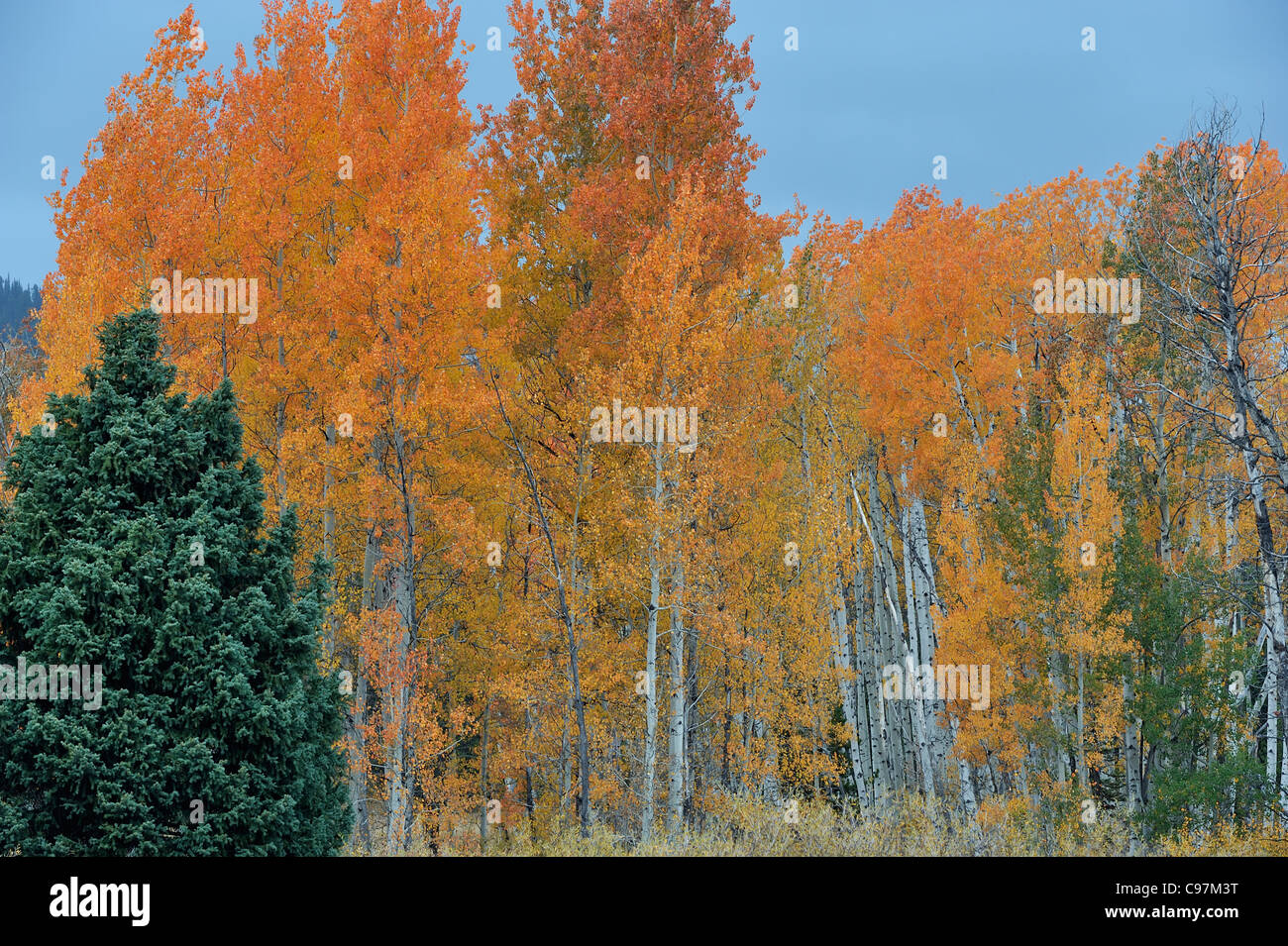 Fall, Aspen trees, Aspen, Aspen tree, Aspen Grove, Grand Teton, Grand ...