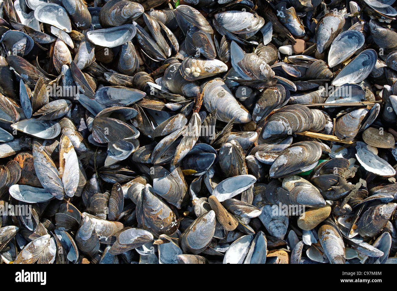 Empty mussel shells hi-res stock photography and images - Alamy
