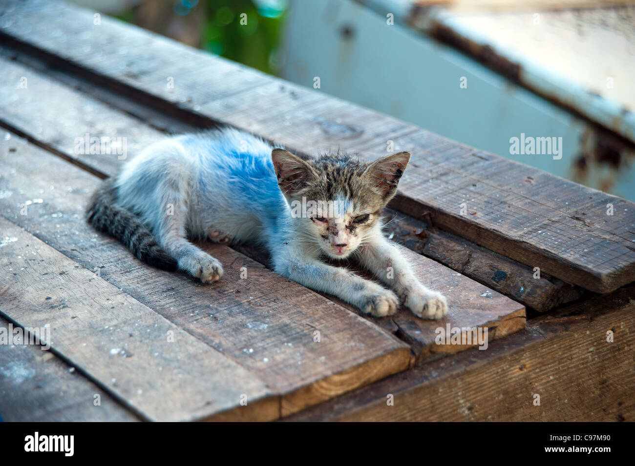 Indian domestic cat hi-res stock photography and images - Alamy