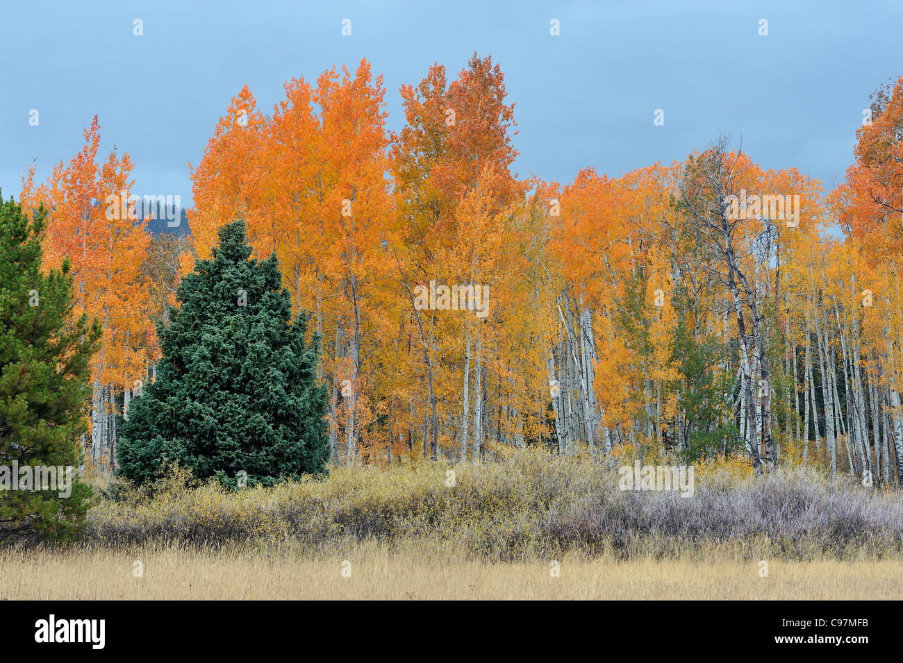 Fall, Aspen trees, Aspen, Aspen tree, Aspen Grove, Grand Teton, Grand ...