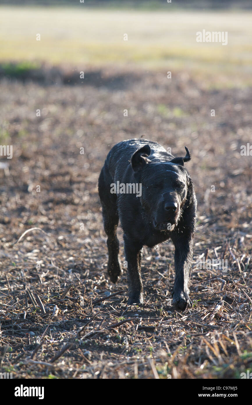 black dog Labrador running Stock Photo - Alamy