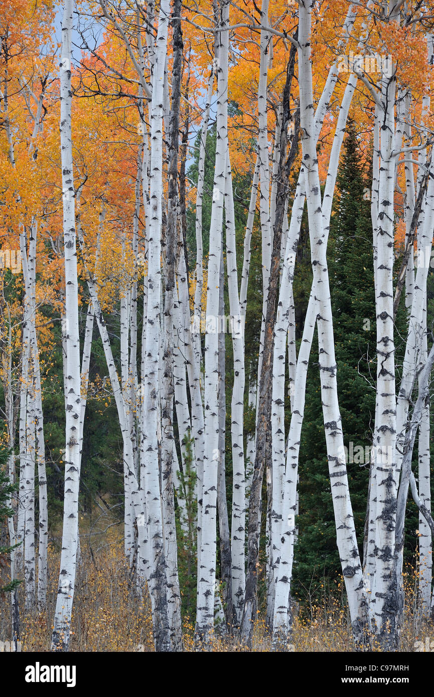 Fall, Aspen trees, Aspen, Aspen tree, Aspen Grove, Grand Teton, Grand ...