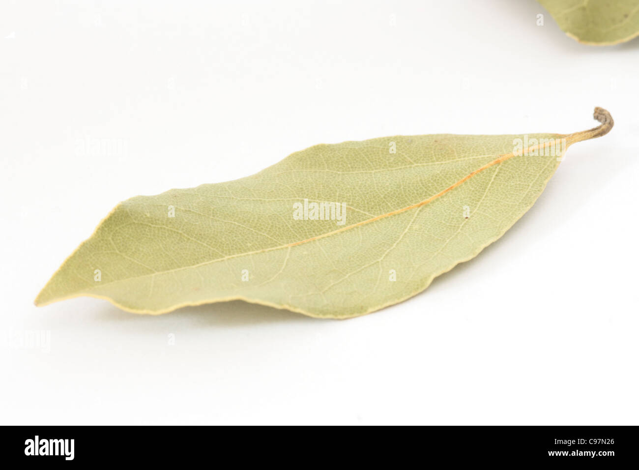 Close up single bay leaf hi-res stock photography and images - Alamy