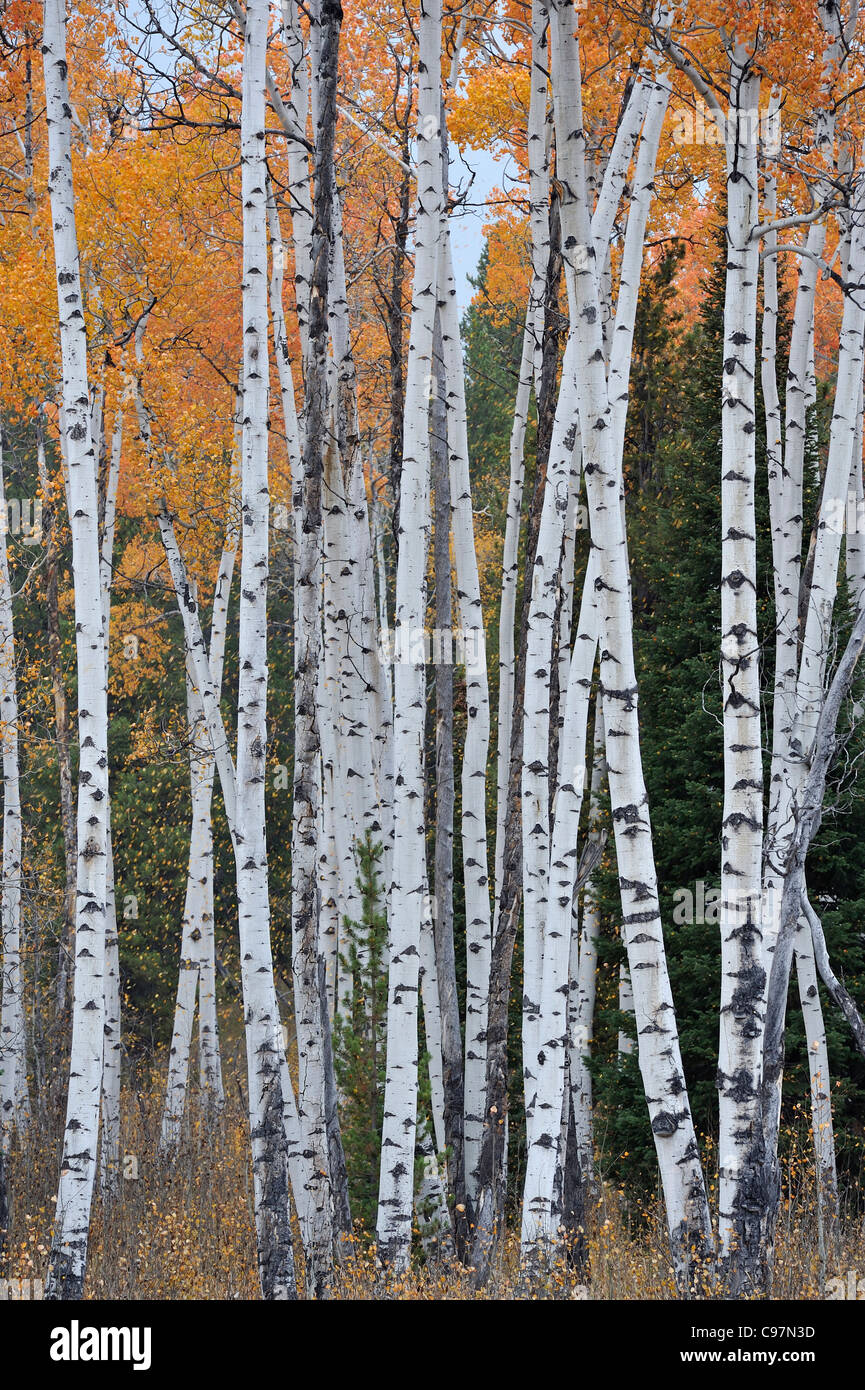 Fall, Aspen trees, Aspen, Aspen tree, Aspen Grove, Grand Teton, Grand ...
