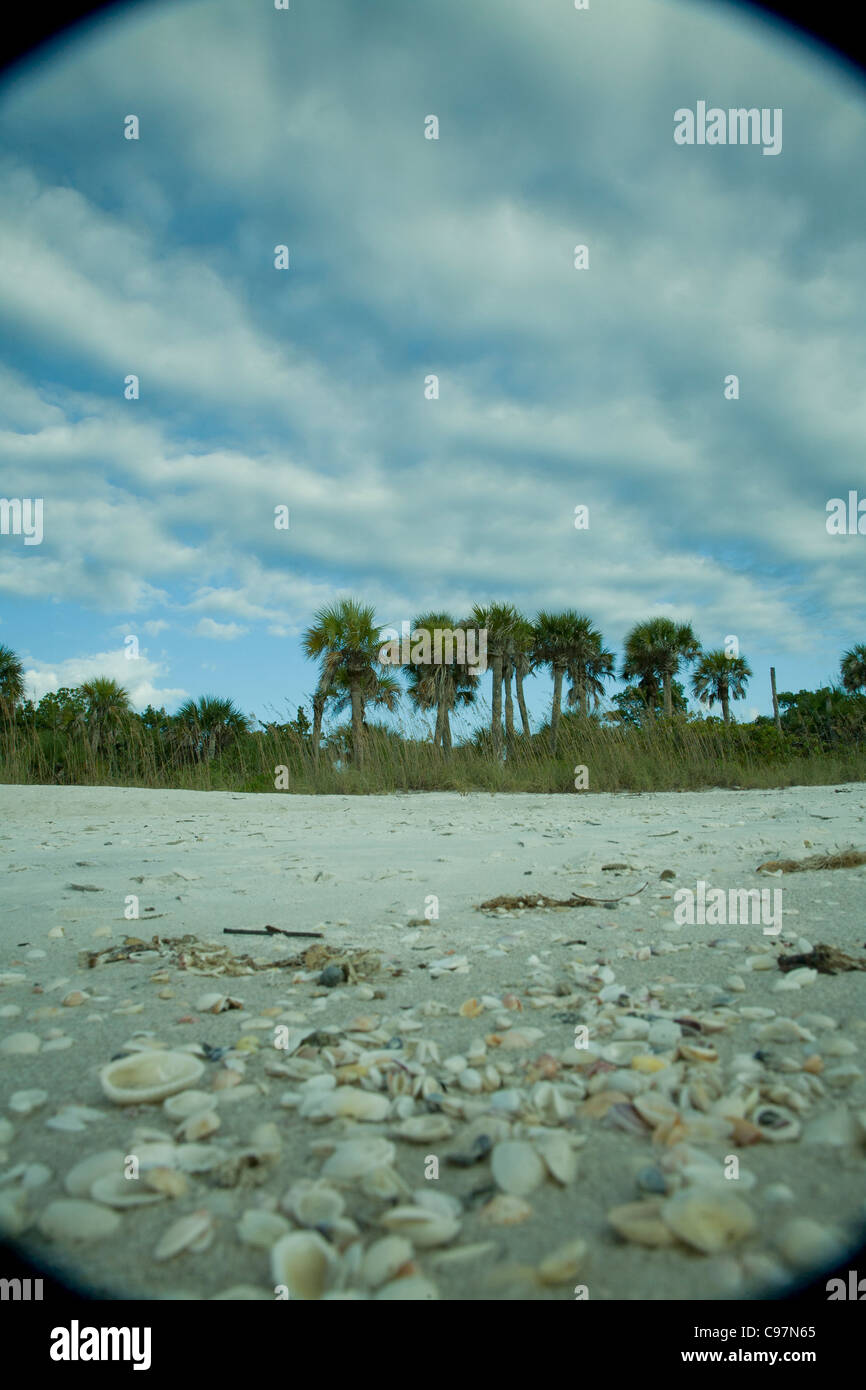 Florida beach, sand, sea shells, palm trees, low camera angle Stock ...